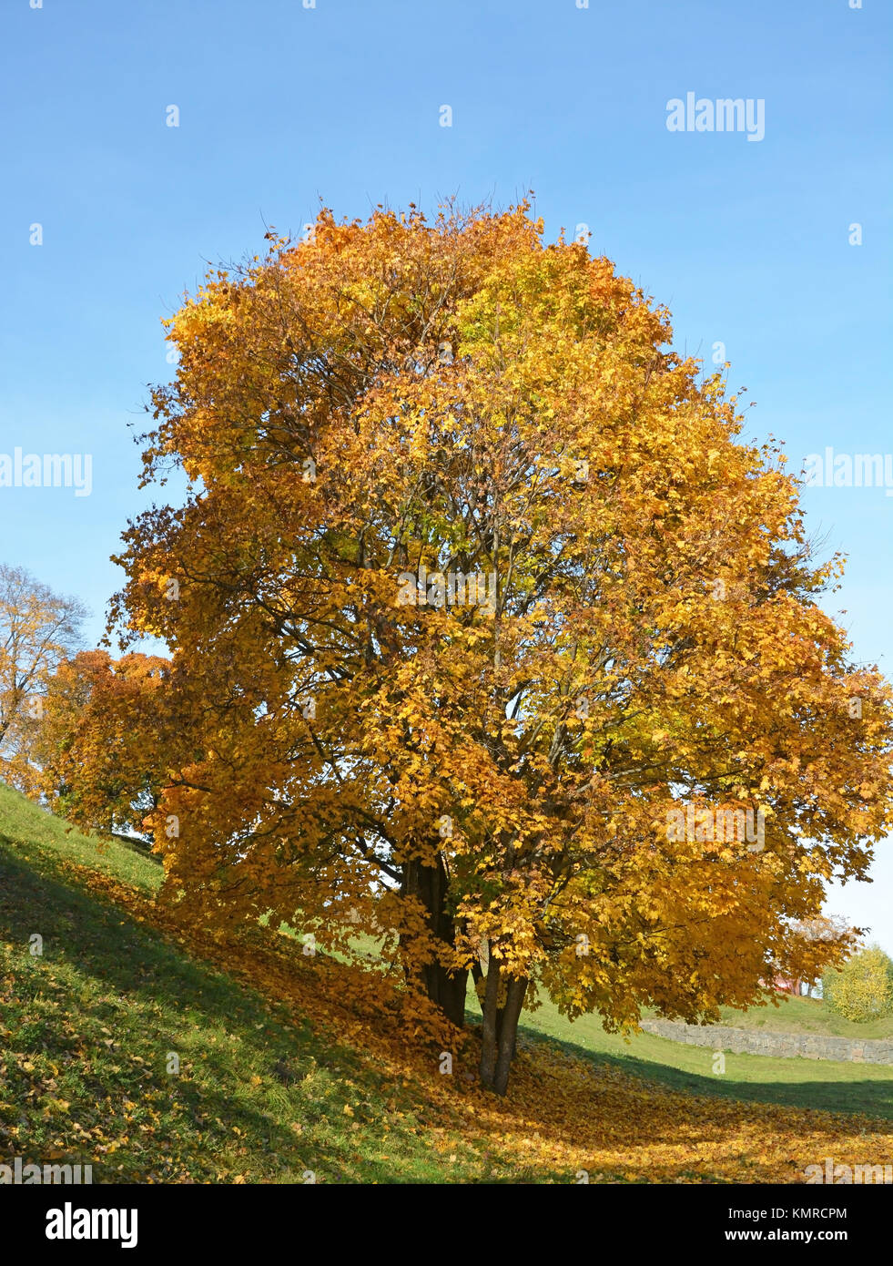 Golden maple tree at the autumn season Stock Photo - Alamy