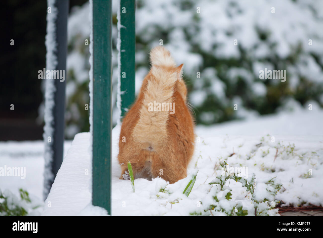 Ginger cat hunting hi-res stock photography and images - Alamy