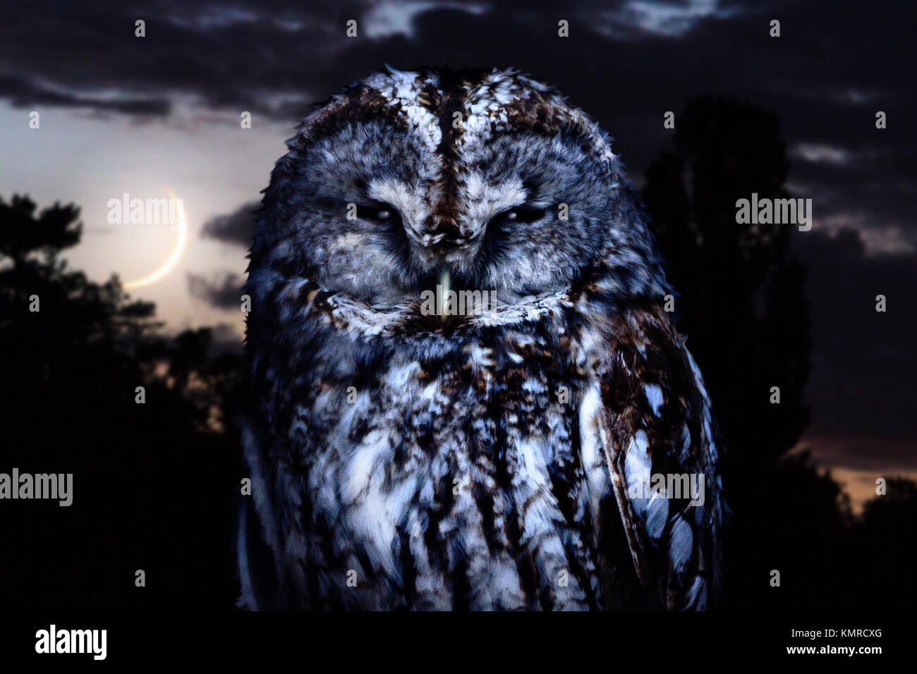 Owl is sitting at night under moonlight, wildlife, animals Stock Photo ...