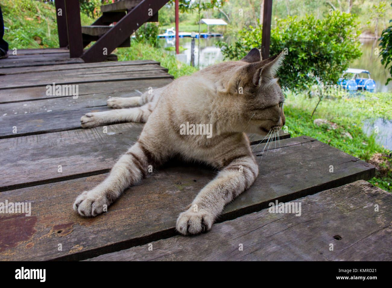 Closeup side view domestic cat face hi-res stock photography and images ...