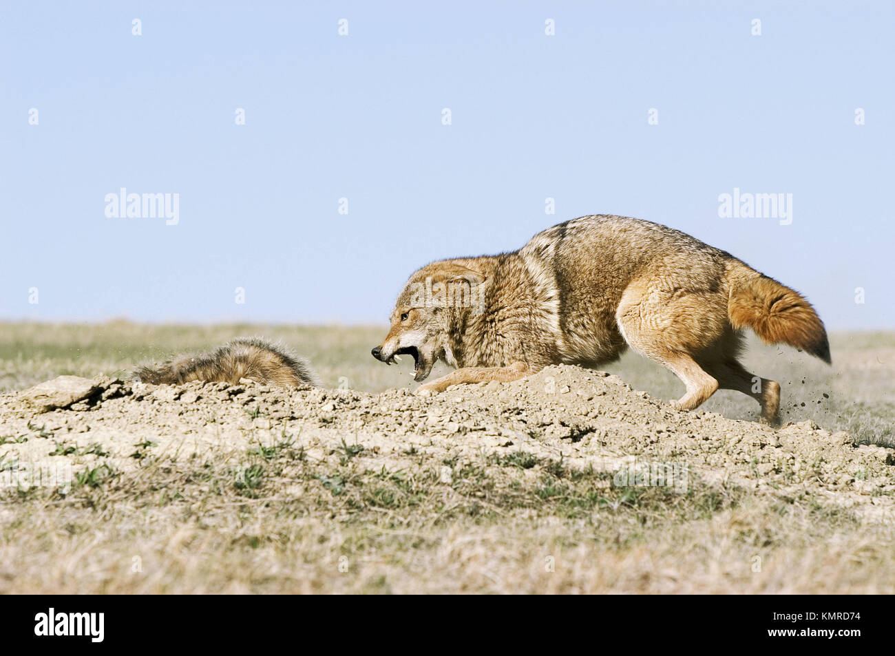 Animal ferocity hi-res stock photography and images - Alamy