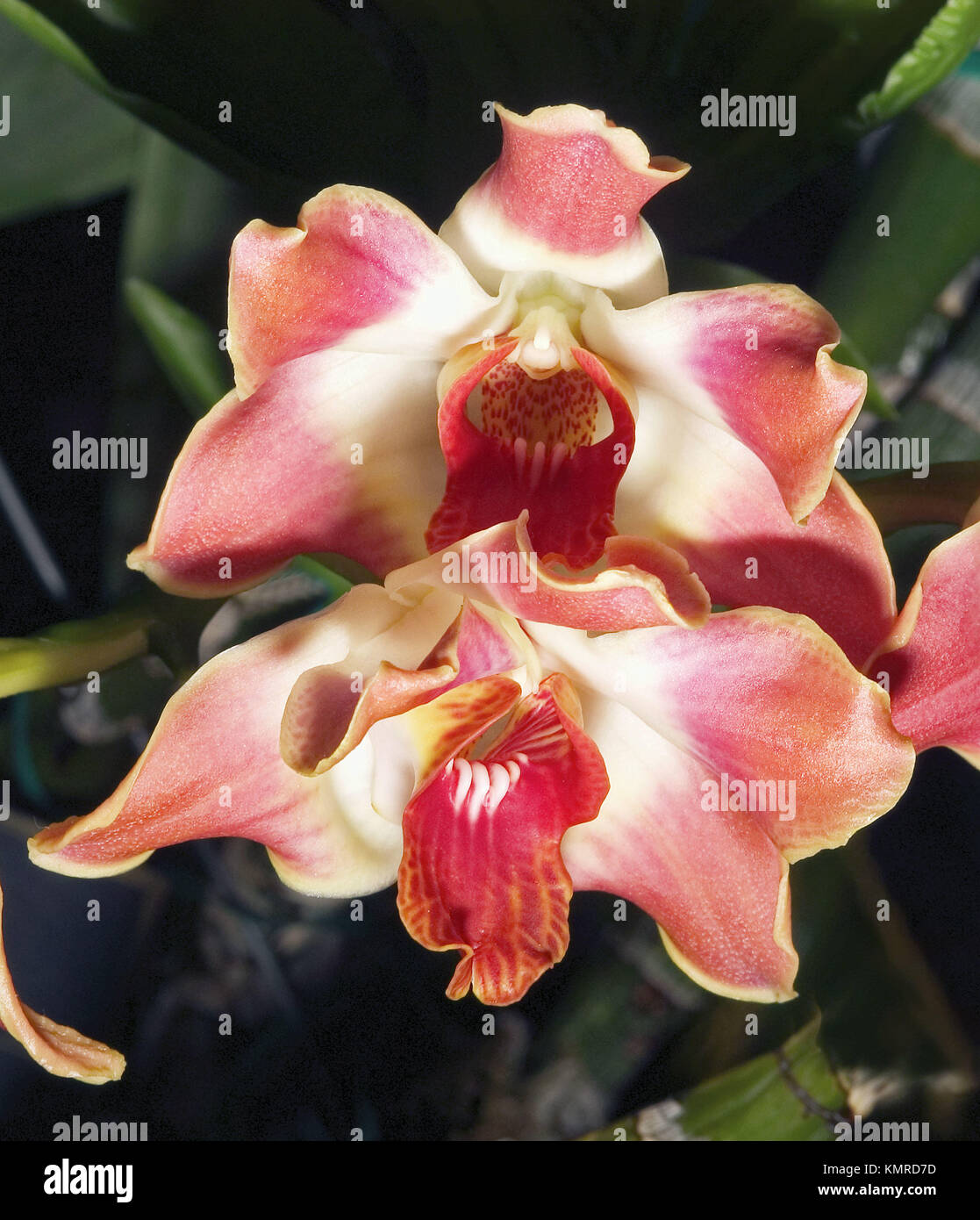 Orchid Oncidium Sp High Resolution Stock Photography and Images - Alamy