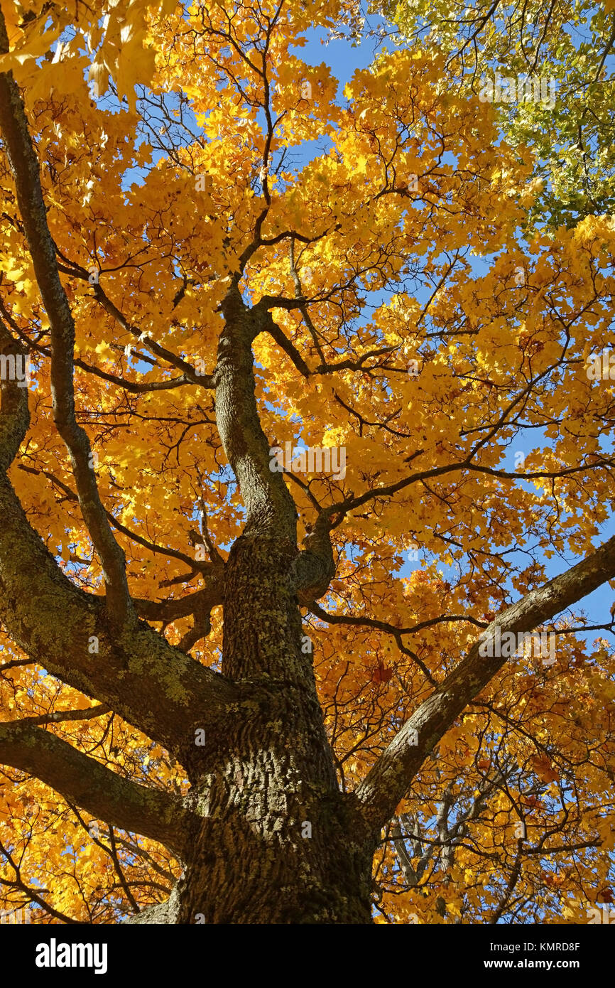 Golden maple tree hi-res stock photography and images - Alamy