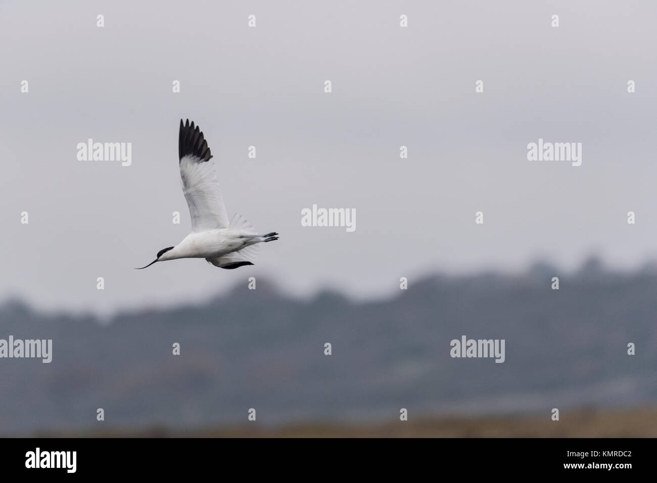 Avocet uk flying hi-res stock photography and images - Alamy