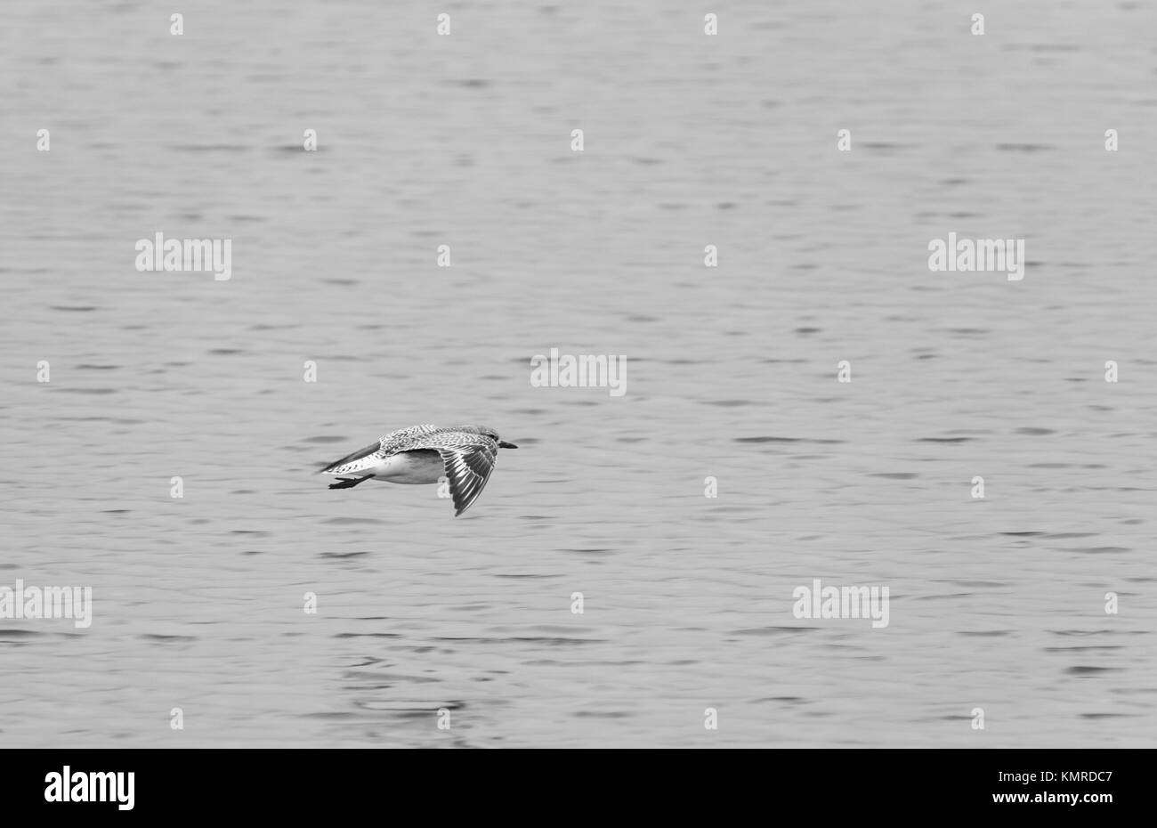 Flying Grey Plover (Pluvialis squatarola Stock Photo - Alamy
