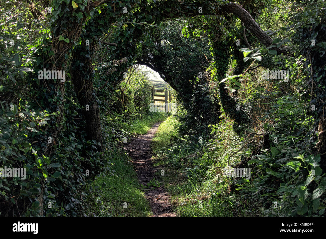 Enclosed pathway hi-res stock photography and images - Alamy