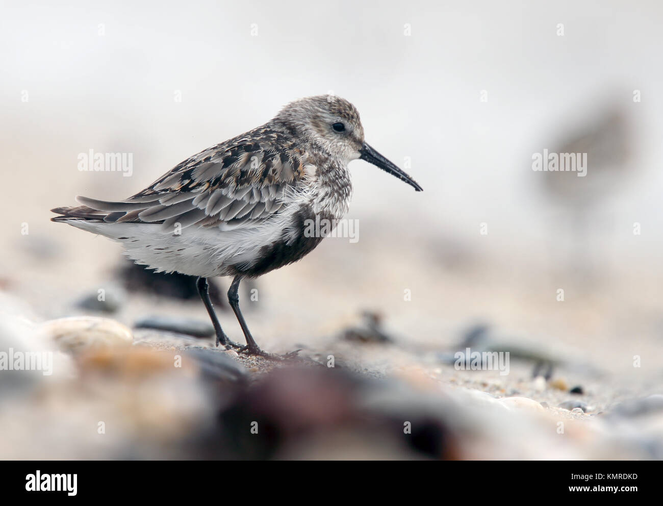 Dunlin (Calidris alpina) adult moulting into winter plumage, Marazion ...