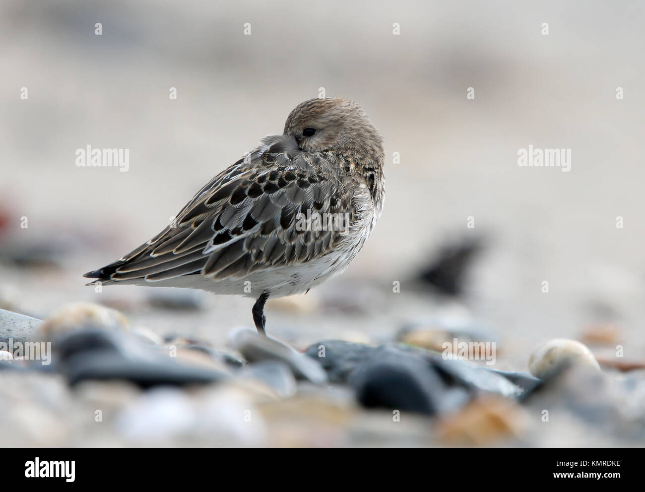 Dunlin (Calidris alpina) roosting, moulting into winter plumage ...