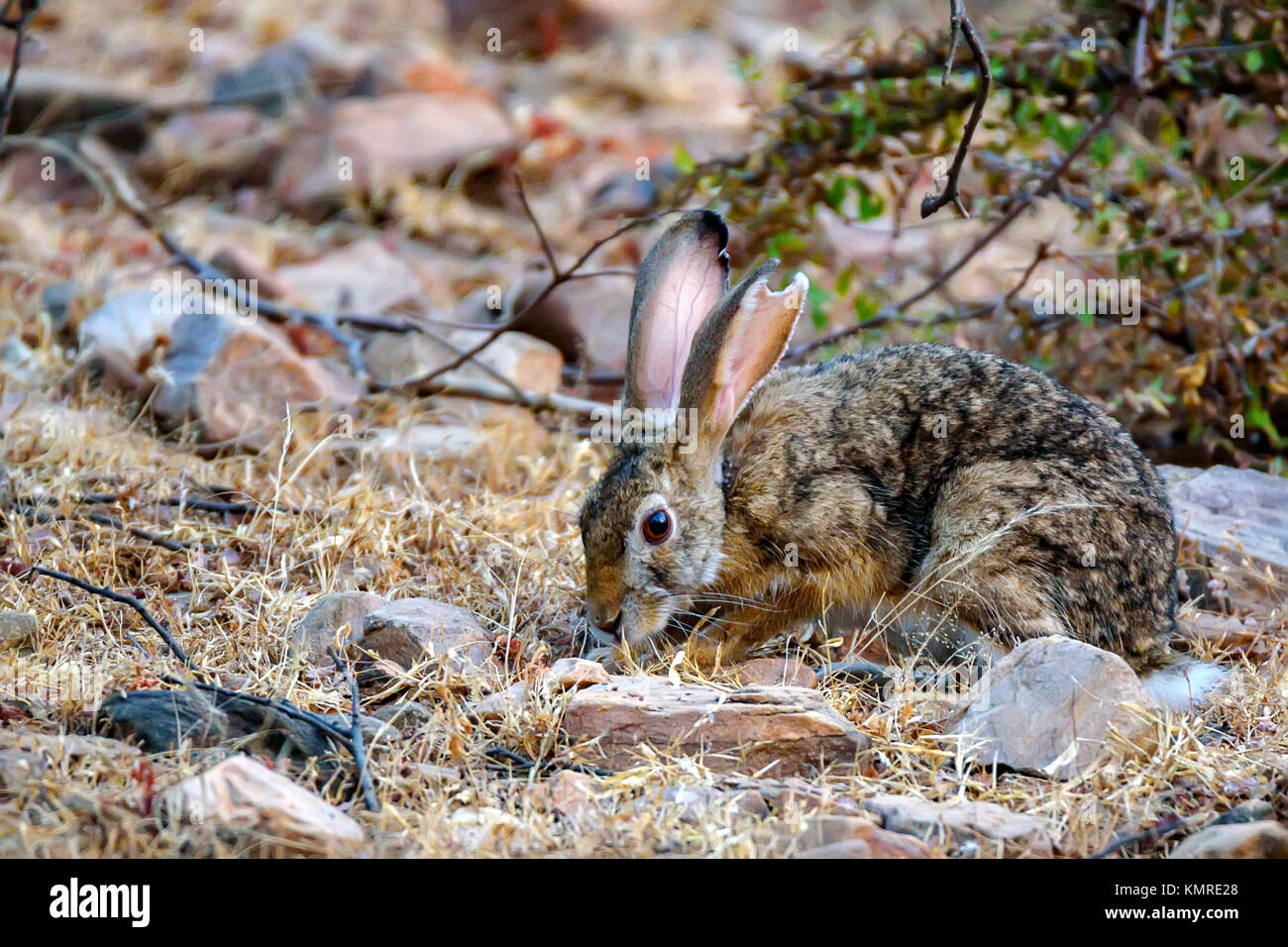 Indian hare or black-naped hare, Lepus nigricollis Stock Photo - Alamy