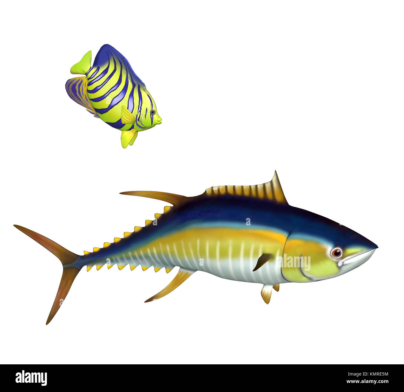 Two tropical fish Stock Photo - Alamy