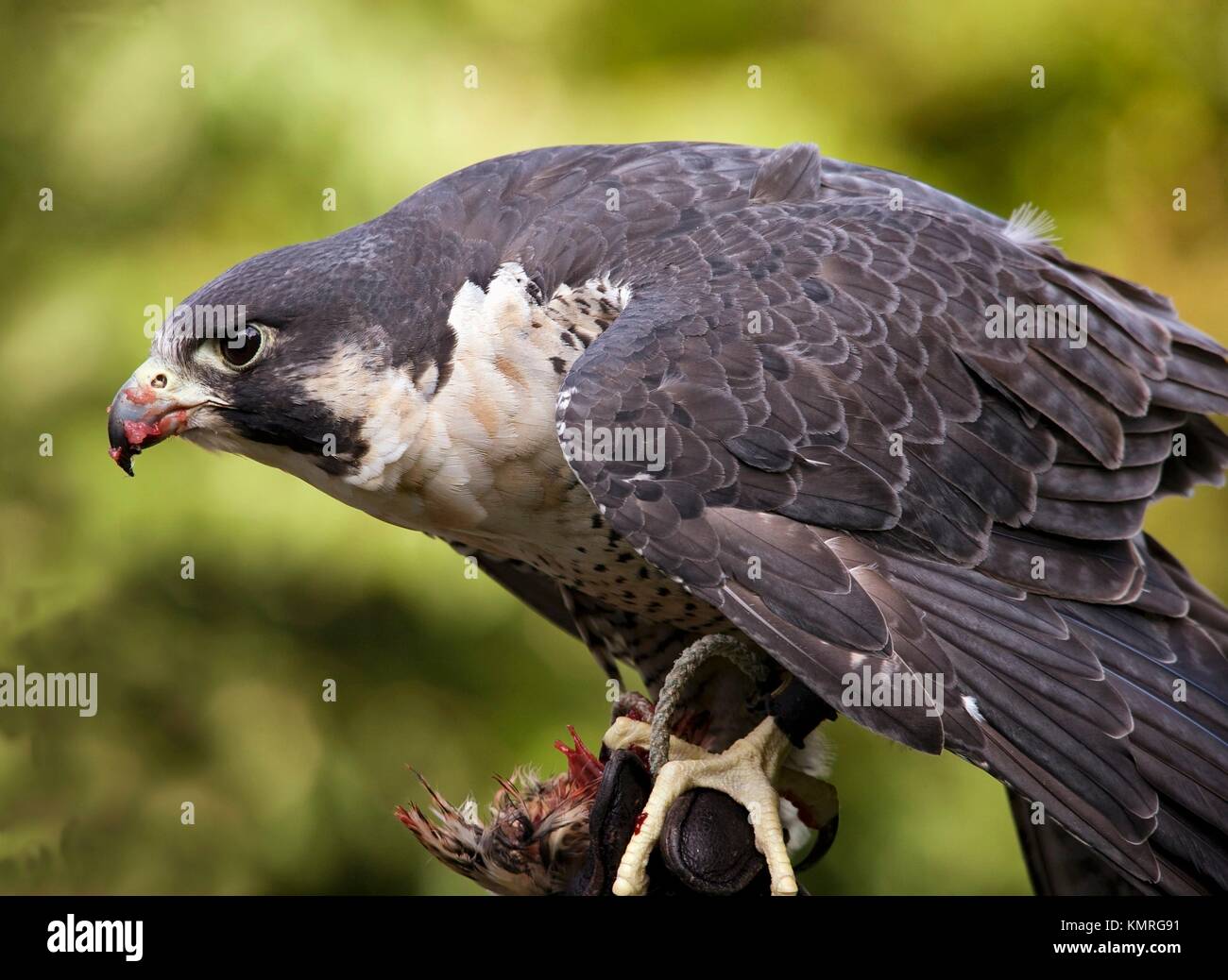 Peregrine Falcon Duck Hawk Falco Peregrinus Staring Stock Photo - Alamy