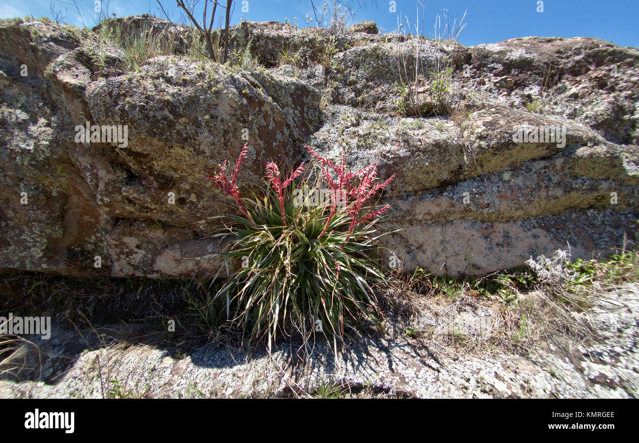 A local plant with red flowers at Cerro Blanco reserve, near Tanti and ...