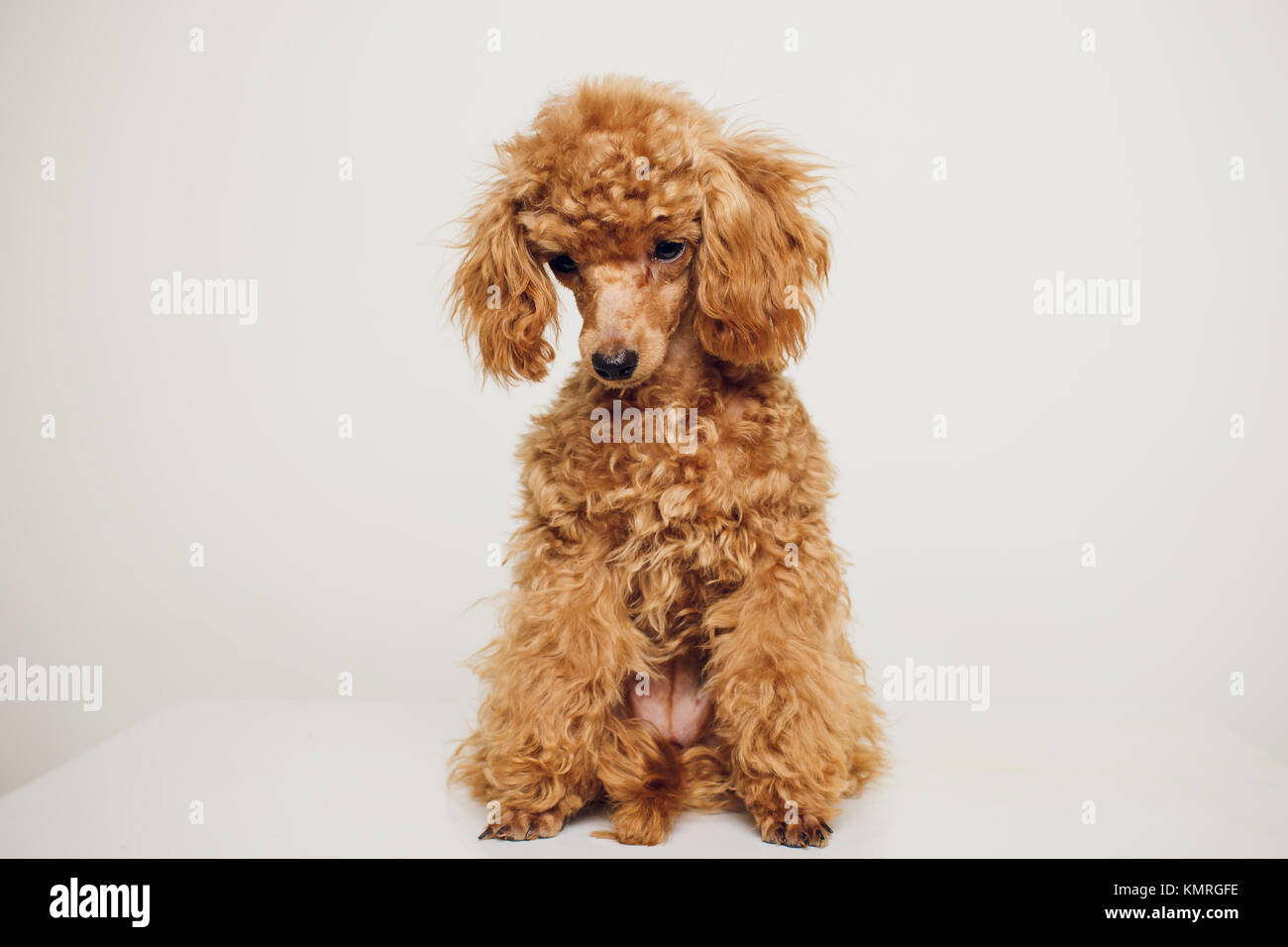 Light Brown Toy Poodle