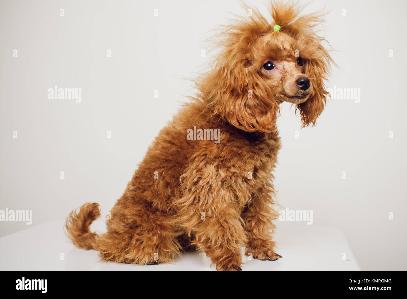 Mini Toy Poodle Brown Sales Prices | instrumentation.kmitl.ac.th
