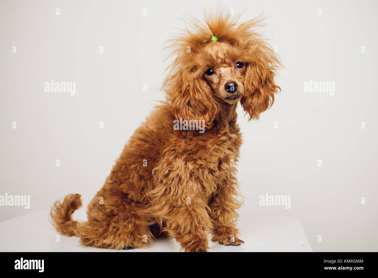 Adorable Mini Toy Poodle with Golden Brown Fur on a white background ...
