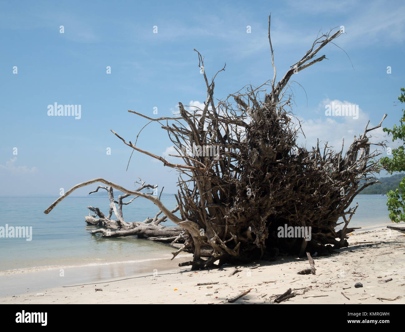 Indian ocean tree hi-res stock photography and images - Alamy