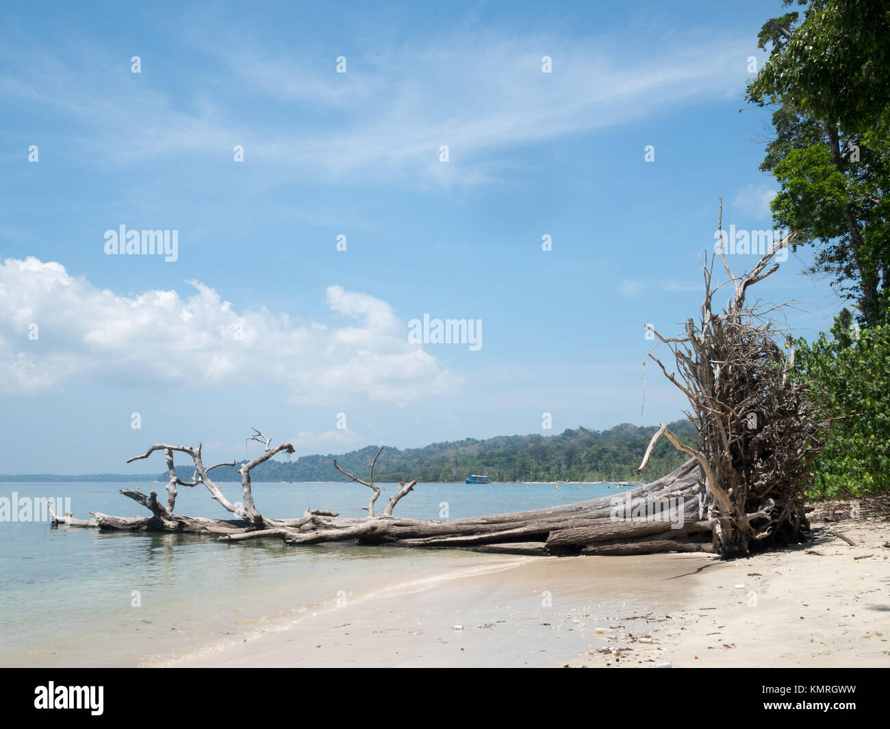 Indian beach tree hi-res stock photography and images - Alamy