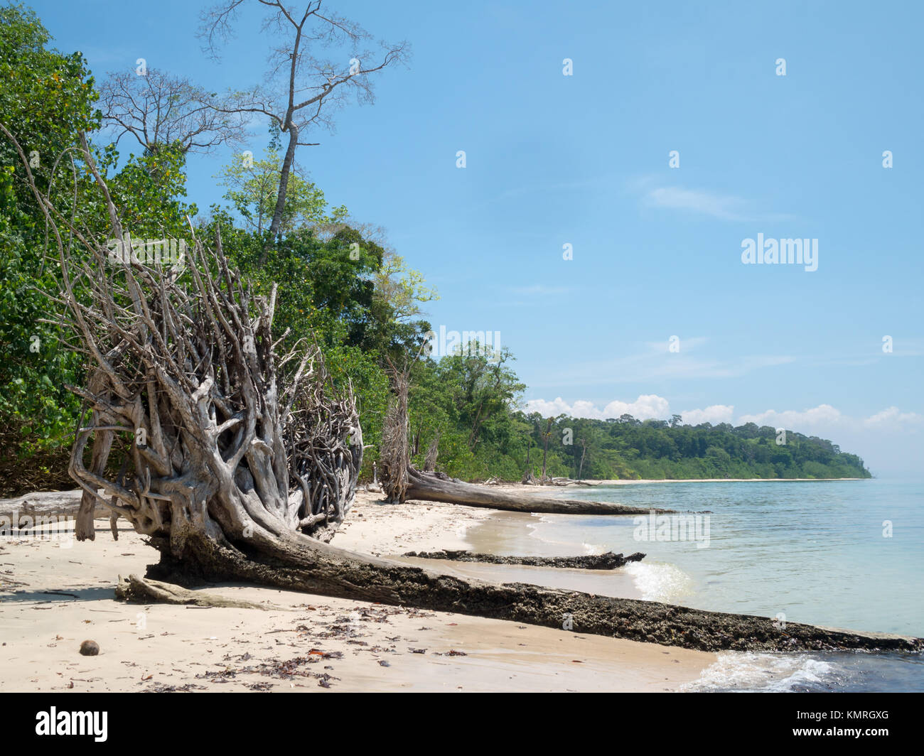 Fallen trees in Elephant beach, Havelock Stock Photo - Alamy