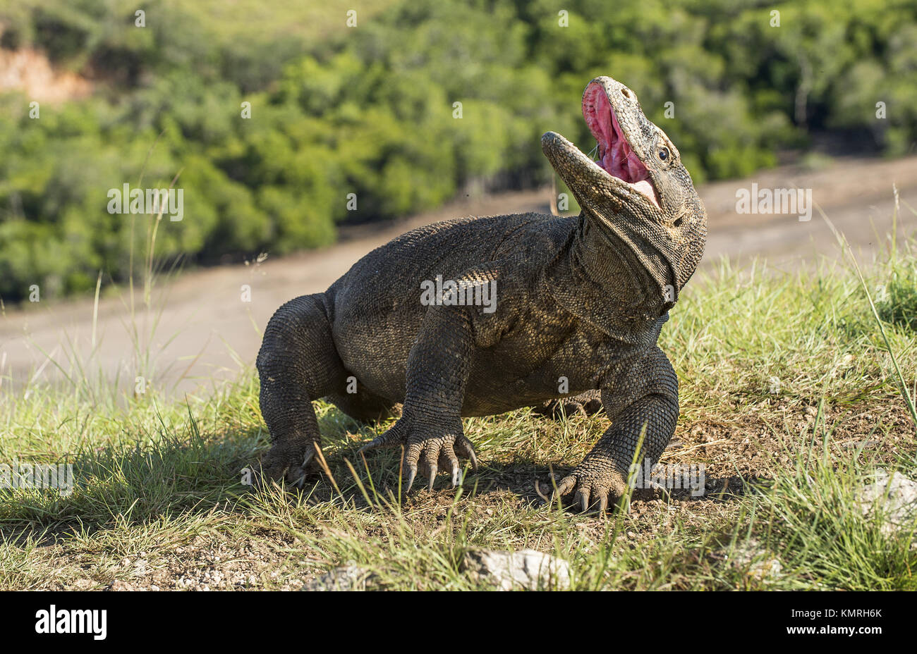 Komodo dragon raised the head and opened a mouth. The Komodo dragon ...
