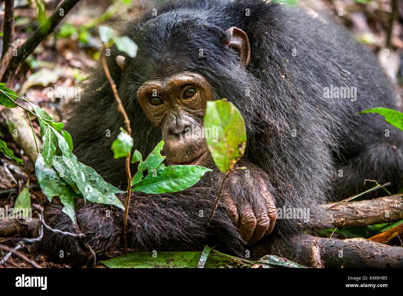 Close up portrait of chimpanzee ( Pan troglodytes ) resting in the ...