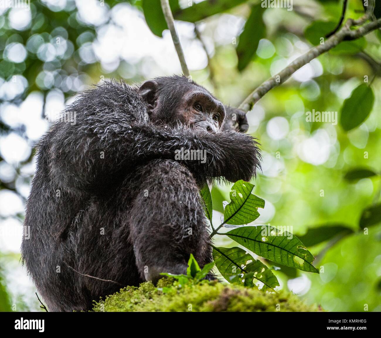 Scary chimpanzee hi-res stock photography and images - Alamy
