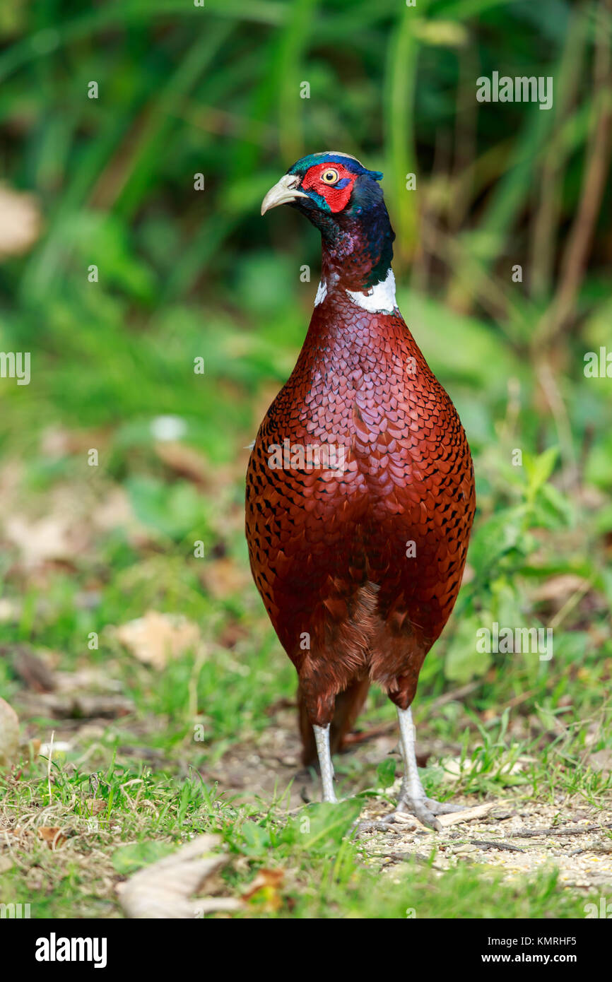 A Ring-necked pheasant male Stock Photo - Alamy