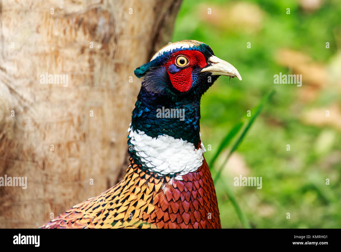 A Ring-necked pheasant male Stock Photo - Alamy