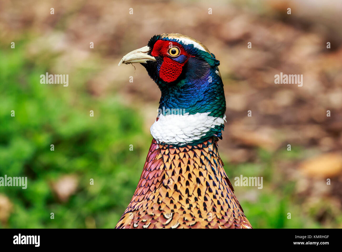 A Ring-necked pheasant male Stock Photo - Alamy