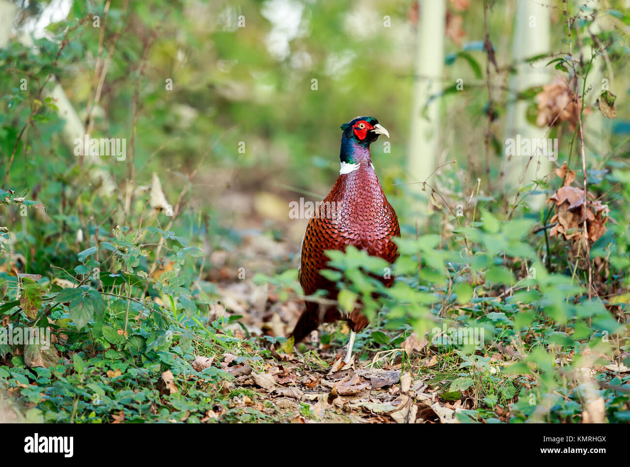 A Ring-necked pheasant male Stock Photo - Alamy