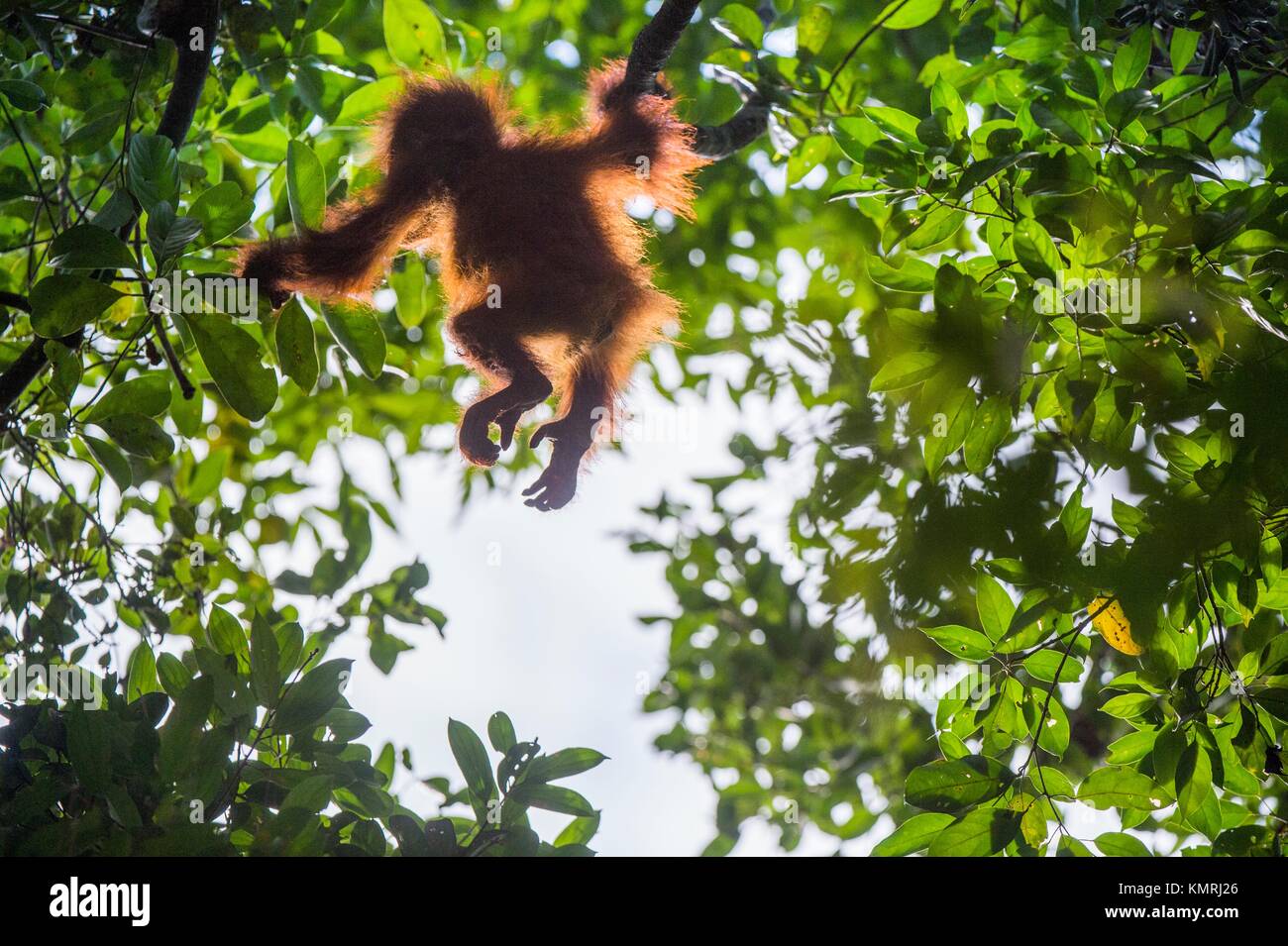 Baby orangutan (Pongo pygmaeus). The cub silhouette of an orangutan in ...