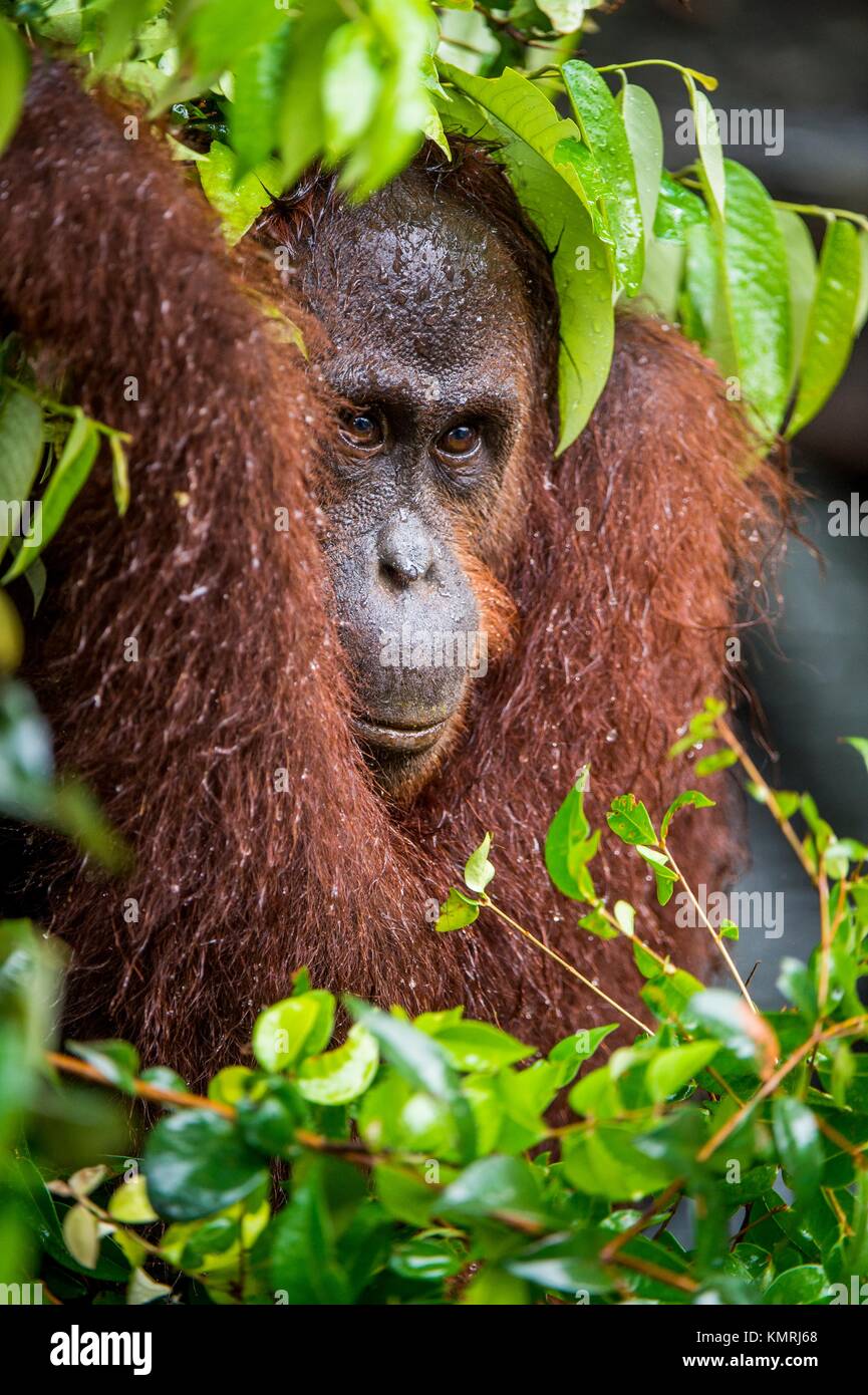 Bornean orangutan (Pongo pygmaeus) under rain in the wild nature ...