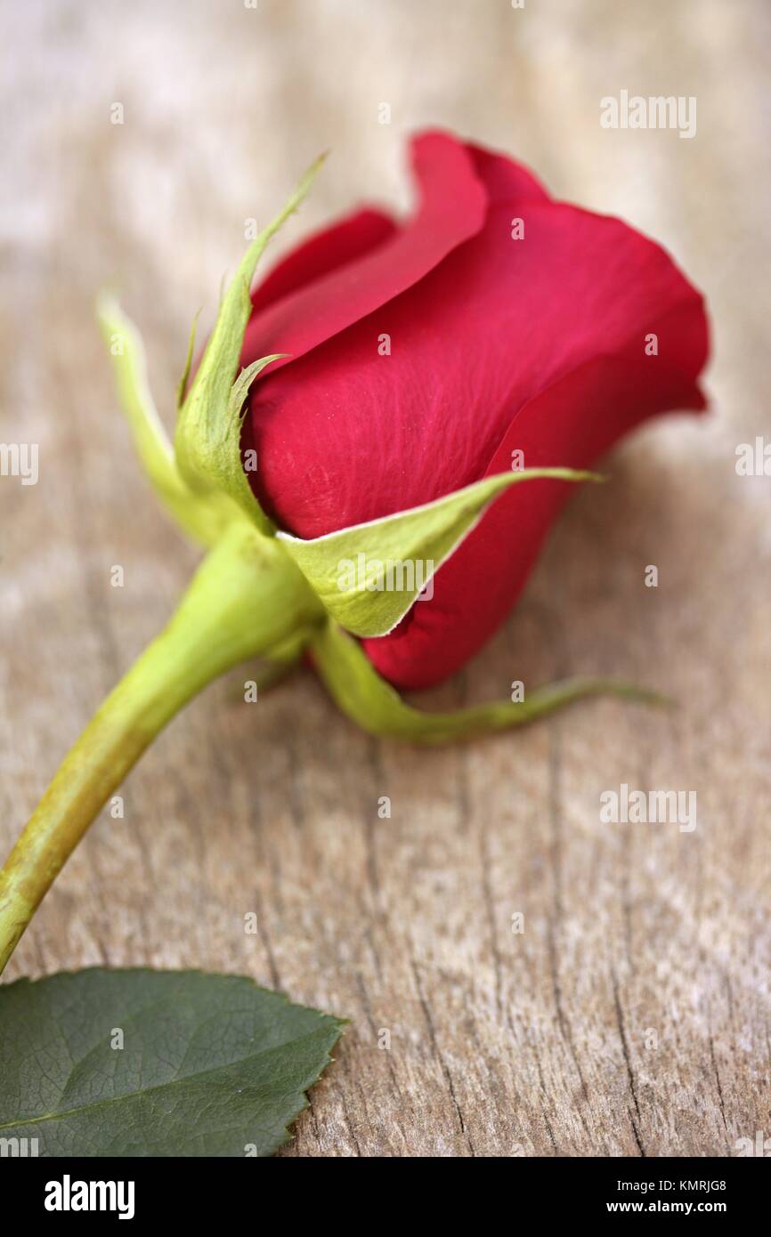 Red rose over old aged teak wood, romantic spring love metaphor Stock ...