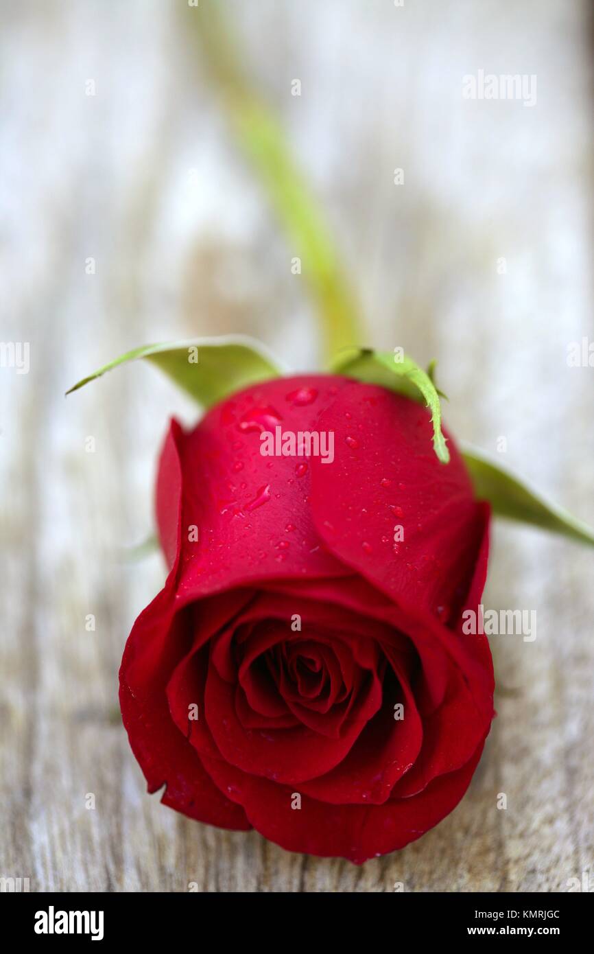 Single red rose lying down hi-res stock photography and images - Alamy