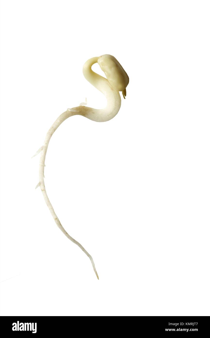 Soy bean outbreak. Life growing from soya seed, embryo Stock Photo - Alamy