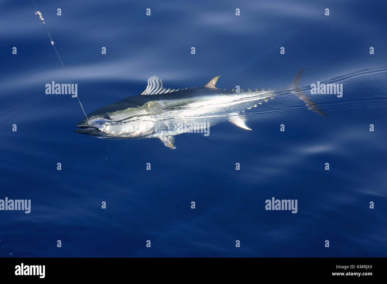 Atlantic bluefin tuna white hi-res stock photography and images - Alamy