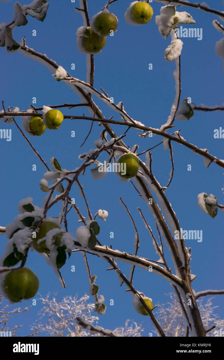 Wild apple tree hi-res stock photography and images - Alamy