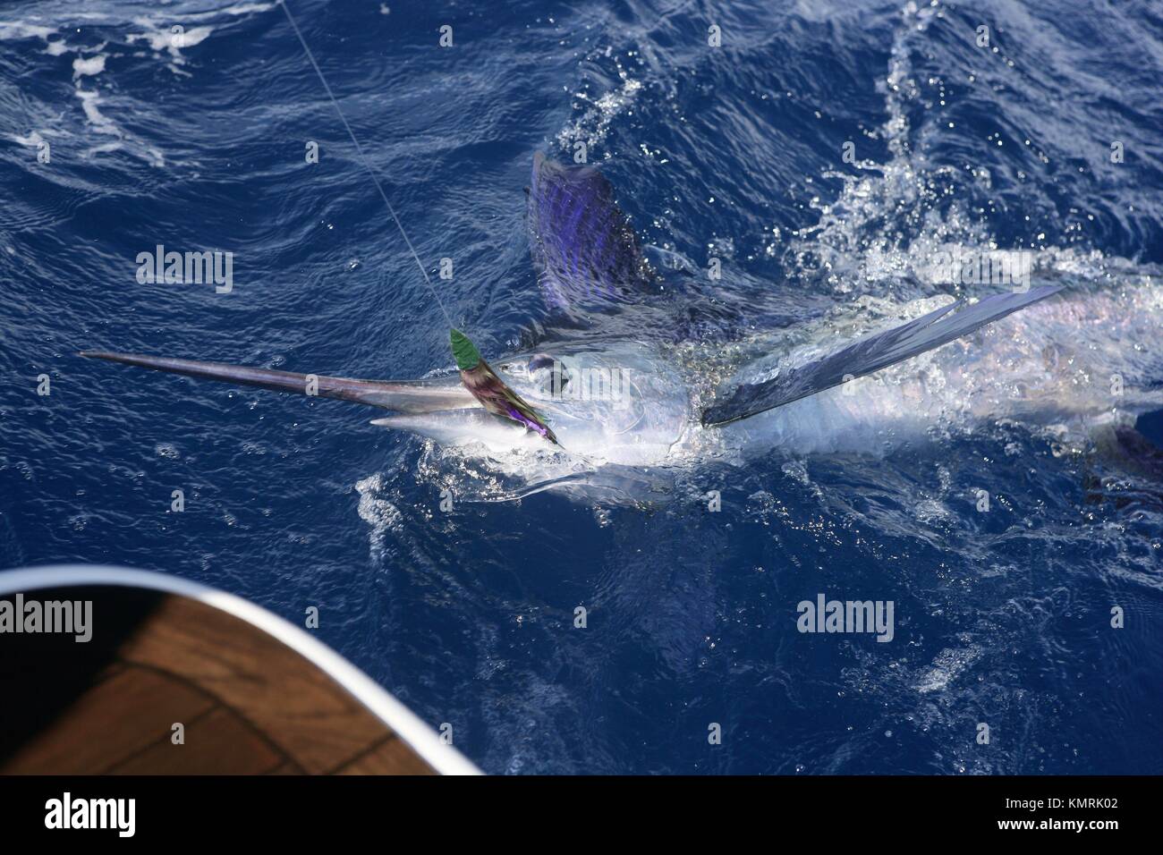 Atlantic white marlin big game sport fishing over blue ocean saltwater ...