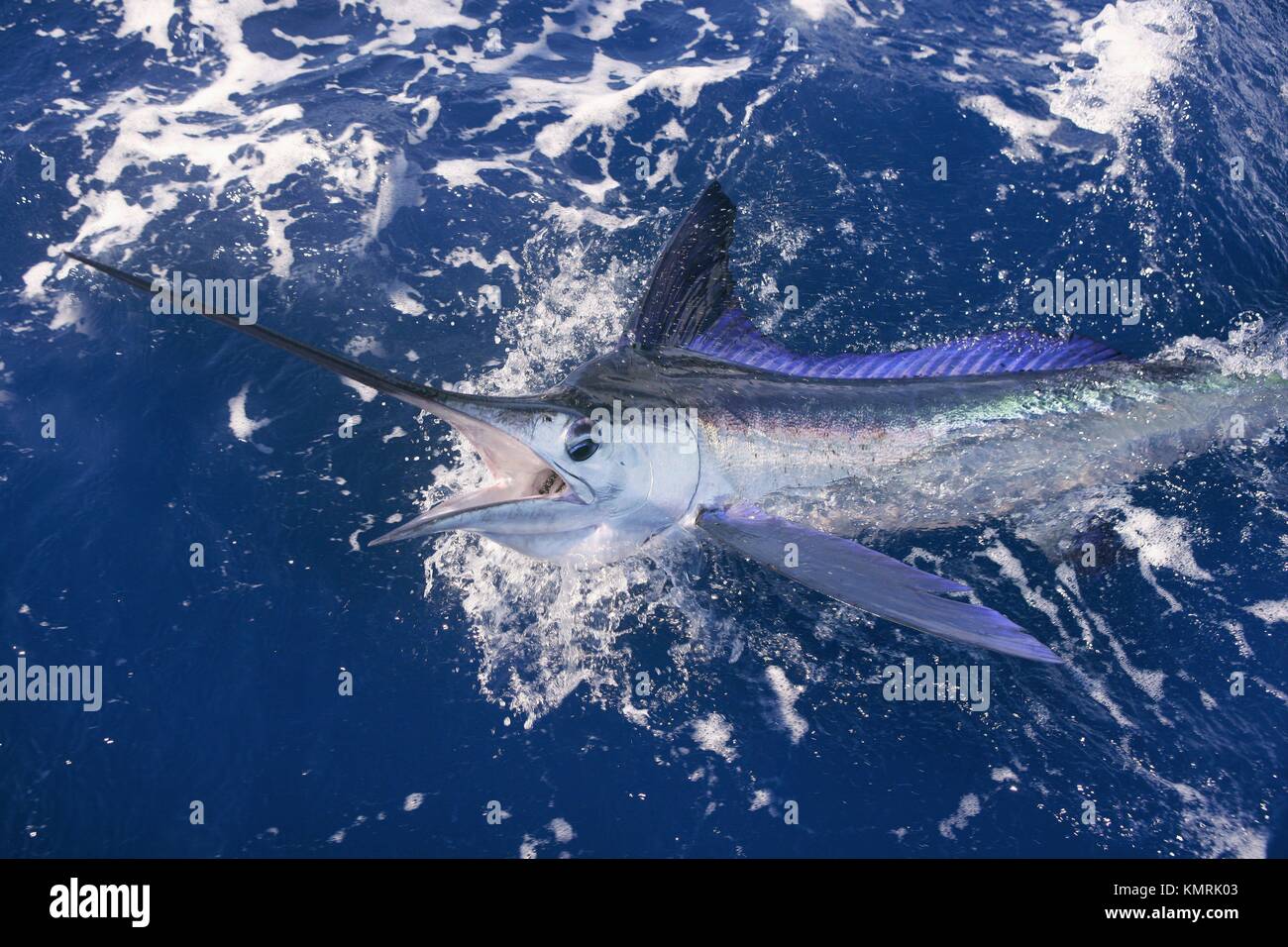 Atlantic white marlin big game hi-res stock photography and images - Alamy