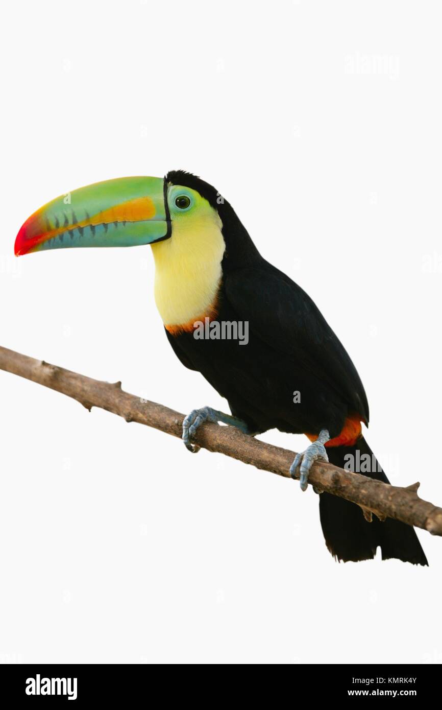 Toucan beak interior hi-res stock photography and images - Alamy