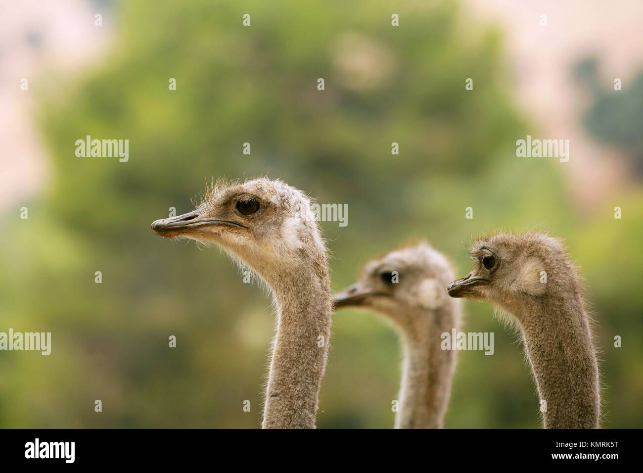African three ostrich portrait funny hi-res stock photography and ...