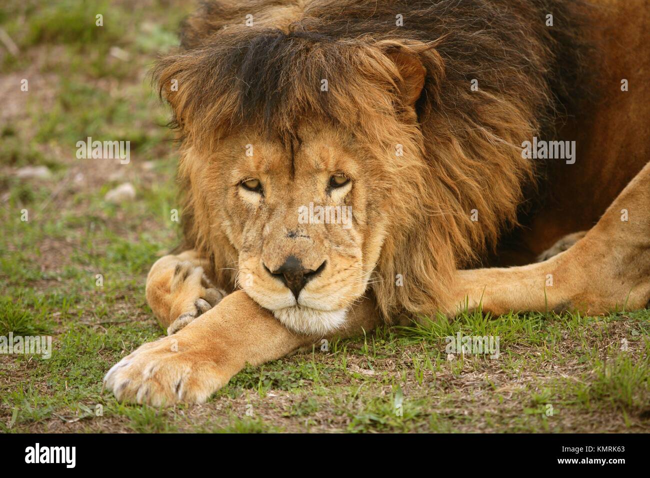 Male Lion Old High Resolution Stock Photography and Images - Alamy