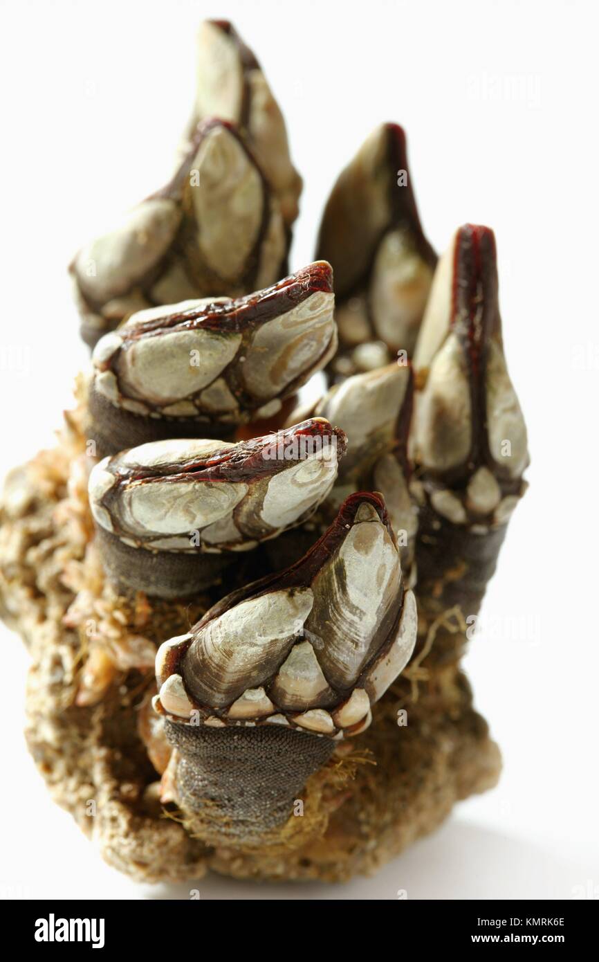 Barnacles, macro studio shot, white background Stock Photo - Alamy
