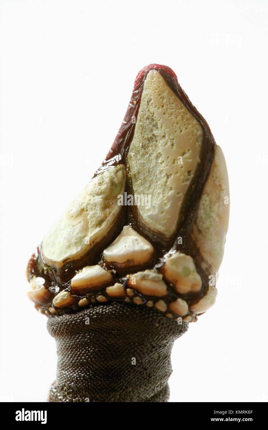 Barnacles, macro studio shot, white background Stock Photo - Alamy