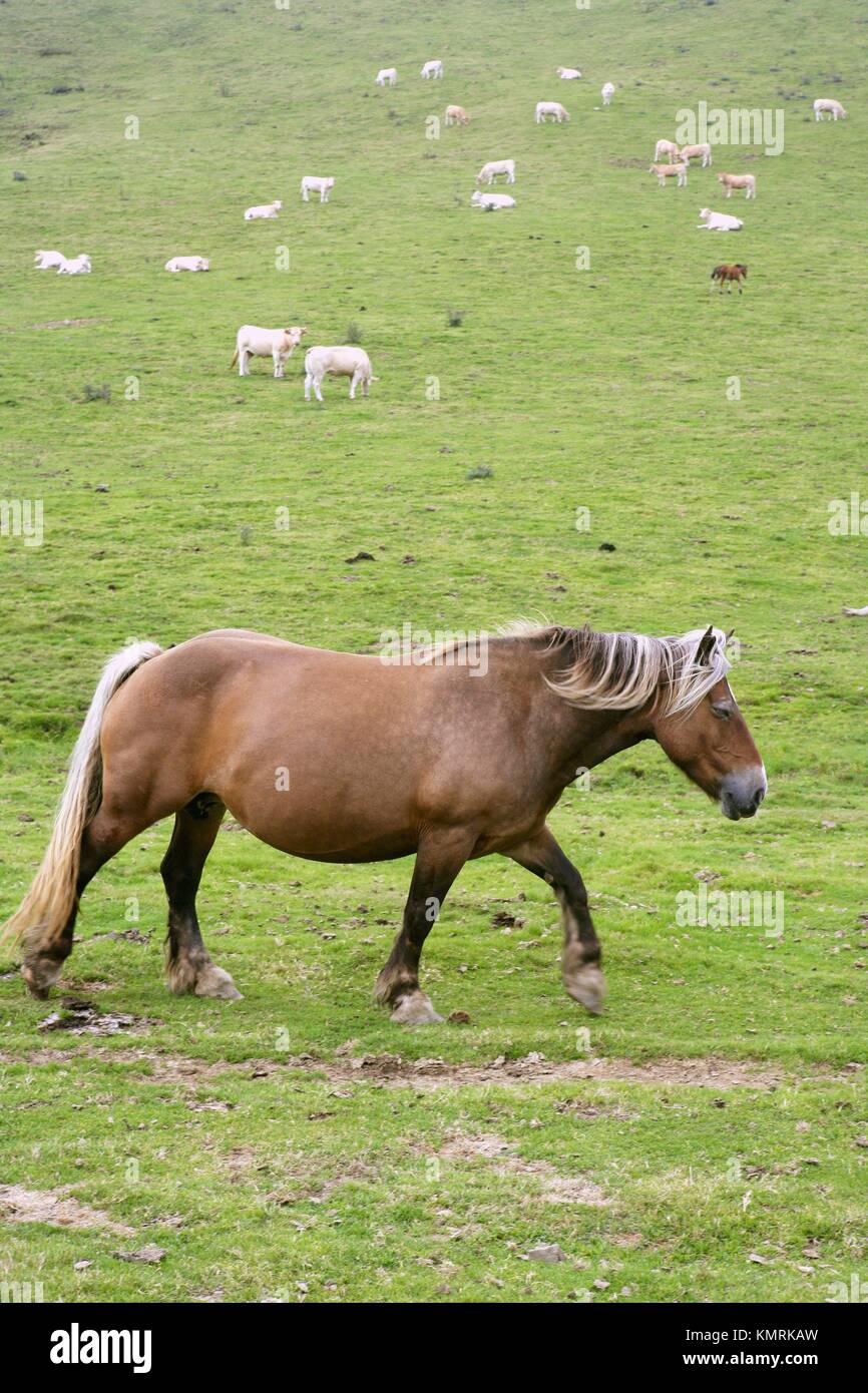 Horse landscape in the green meadow Pyrenees view Stock Photo - Alamy