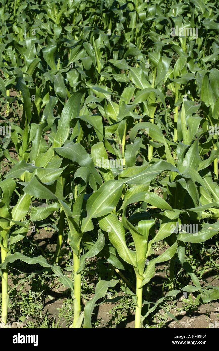 Corn fields growing up in Spain, mediterranean lands Stock Photo - Alamy
