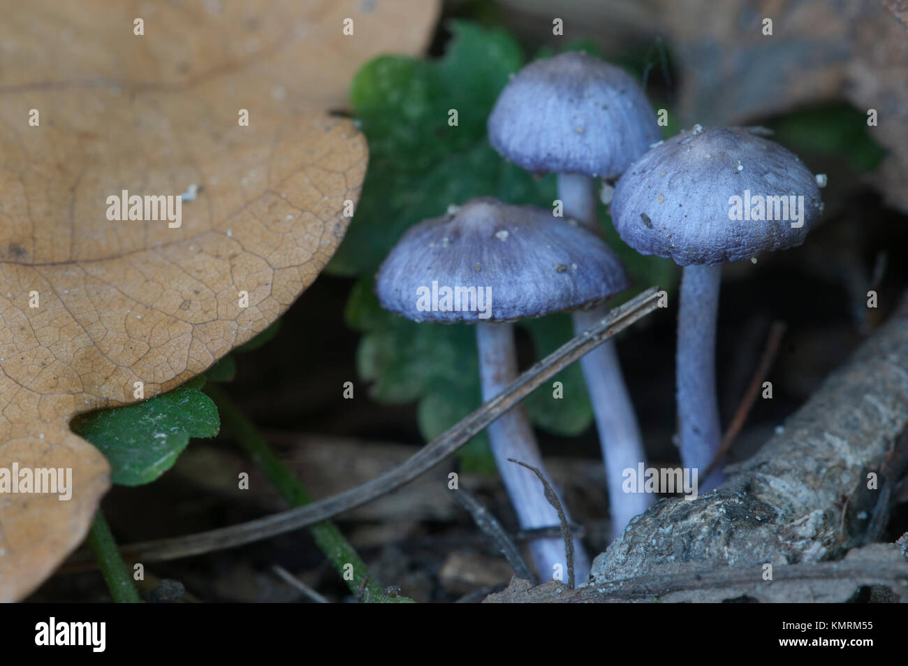Entoloma sp. (euchroum?) in a forest, close up shot, local focus Stock ...