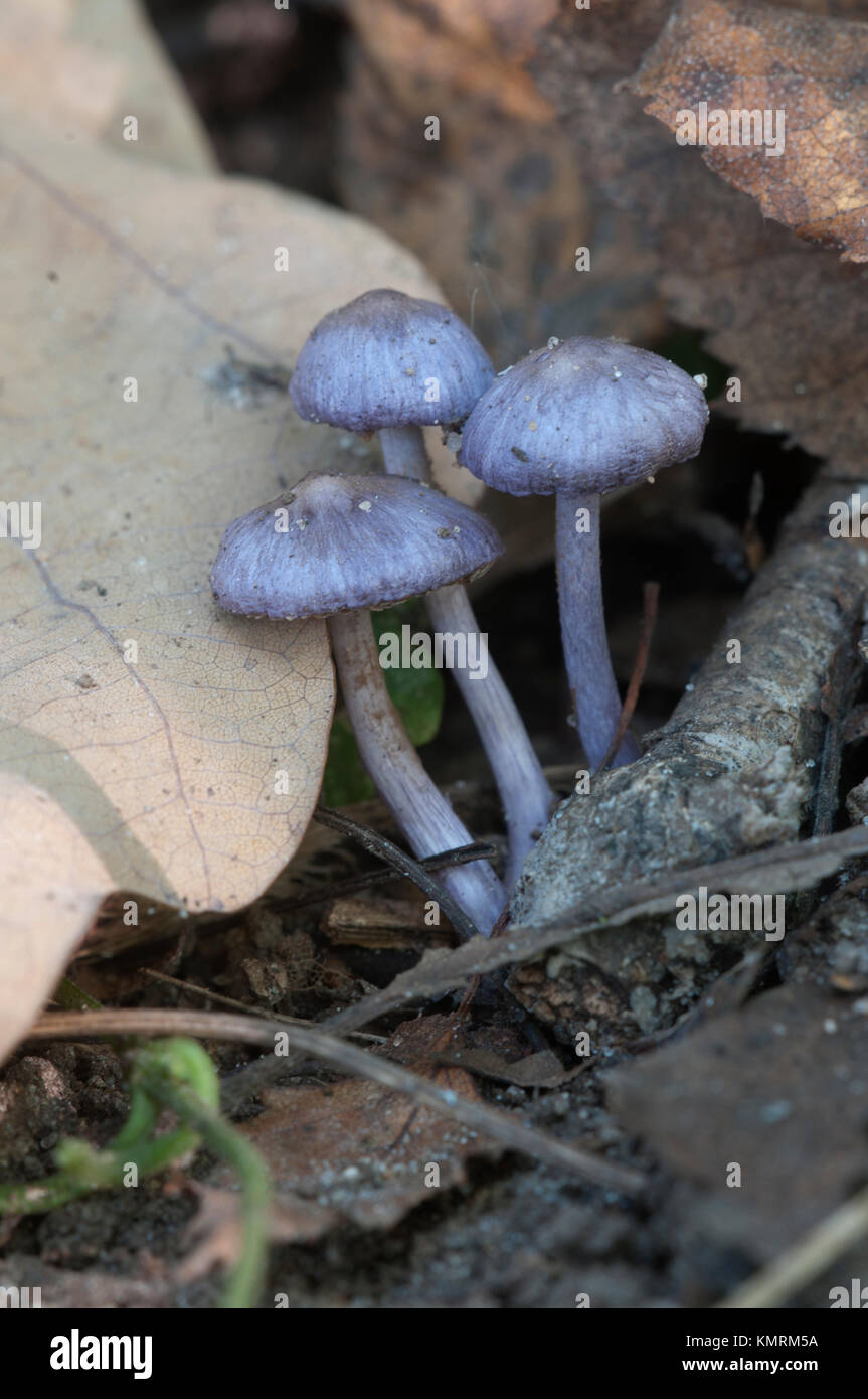 Entoloma hi-res stock photography and images - Alamy