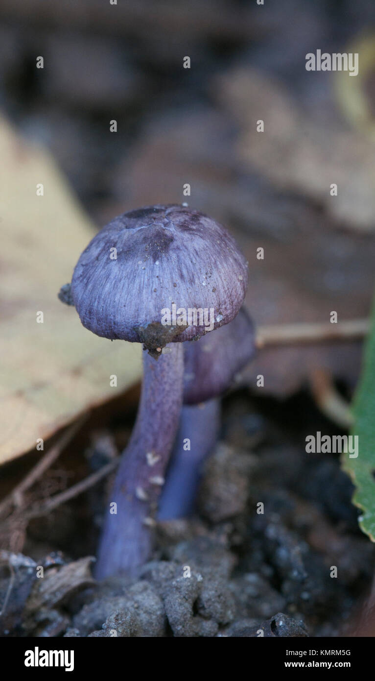 Entoloma sp hi-res stock photography and images - Alamy