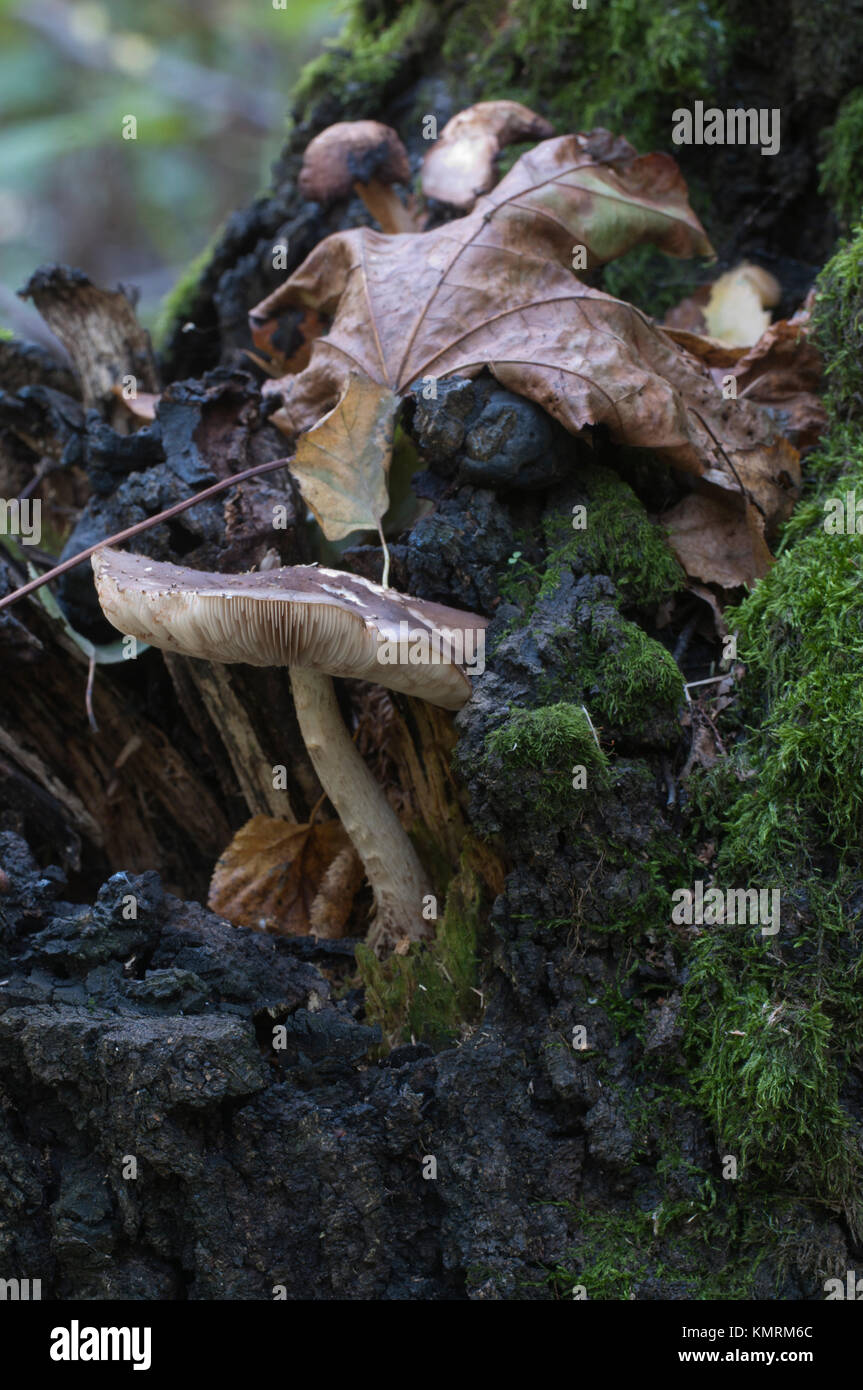 Pluteus cervinus hi-res stock photography and images - Alamy