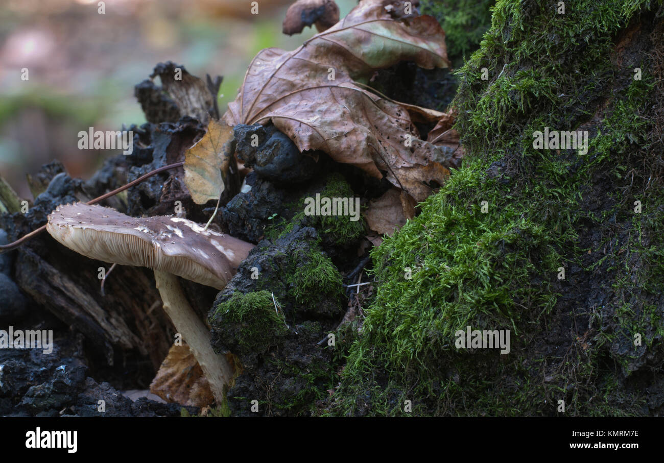 Deer Mushroom (Pluteus cervinus) in a forest, close up Stock Photo - Alamy